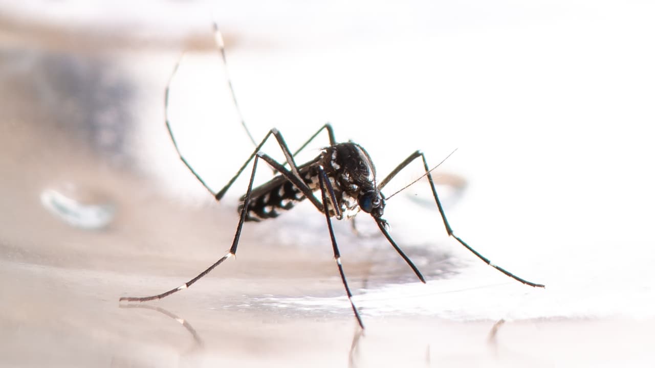 Nova fábrica de Aedes aegypti no Brasil amplia combate a dengue, zika e chikungunya - Dia Online